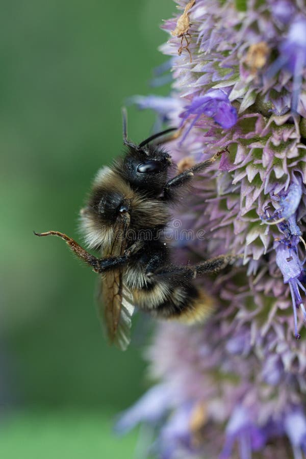 Striped Bumblebee on a Blue Flower Stock Image - Image of natural ...