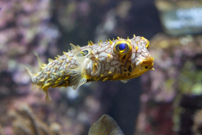 Striped Burrfish Chilomycterus Schoepfi Stock Image - Image of burr ...