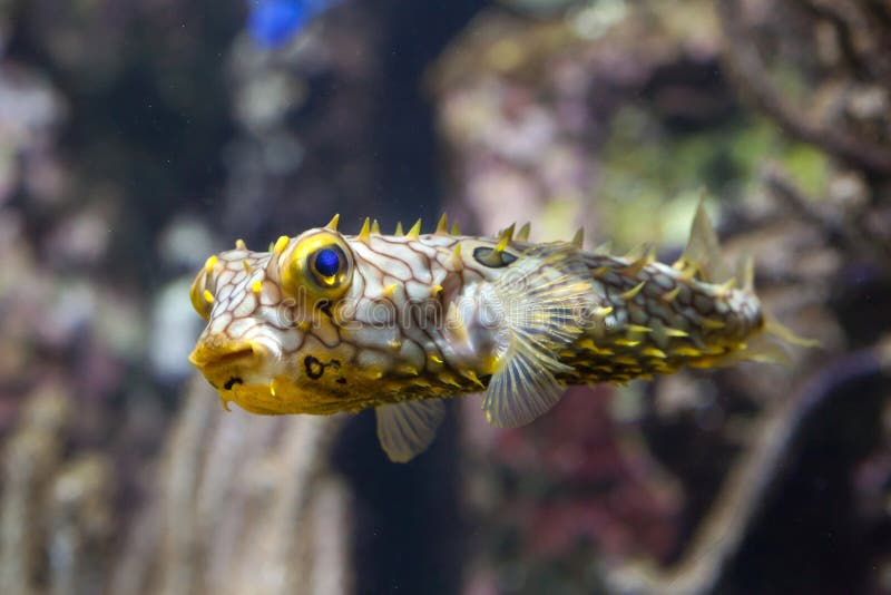 Striped Burrfish Chilomycterus Schoepfi Stock Image - Image of burr ...