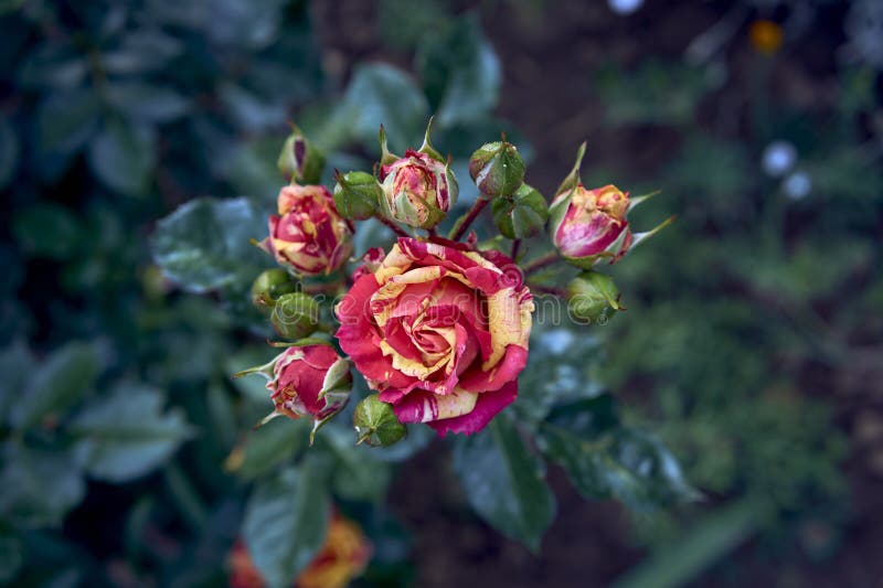 Striped Bush Roses in a Flower Bed Stock Image - Image of plant ...