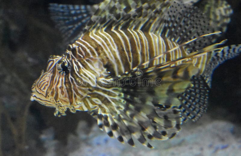 Striped Butterfly Cod Swimming beside a Reef Stock Photo - Image of ...
