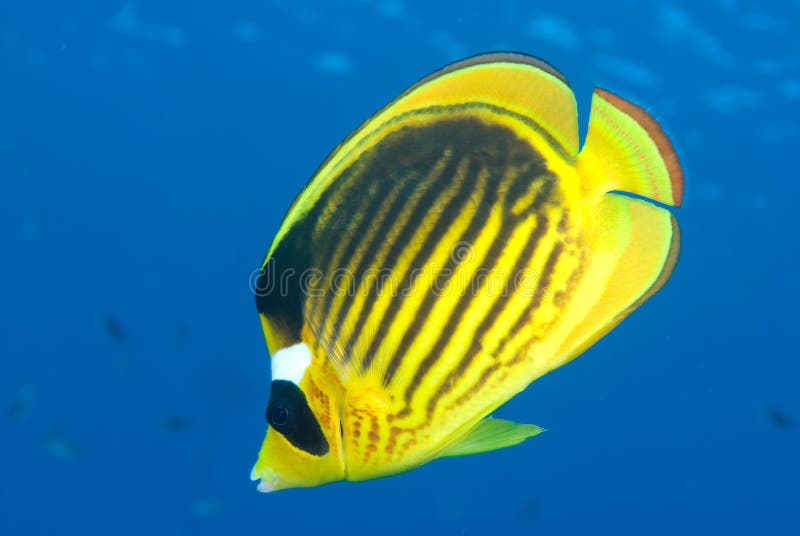 Striped Butterflyfish (chaetodon Fasciatus) Stock Photo - Image of ...