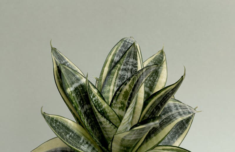 Striped Cactus on a Dusty Green Background. Stock Image - Image of ...