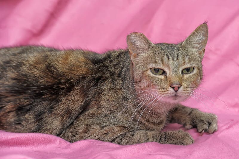 Ear Clipped Cat Stock Photos - Free & Royalty-Free Stock Photos from ...