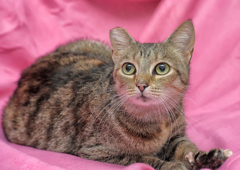 Feral Cat Clipped Ear Stock Photos - Free & Royalty-Free Stock Photos ...