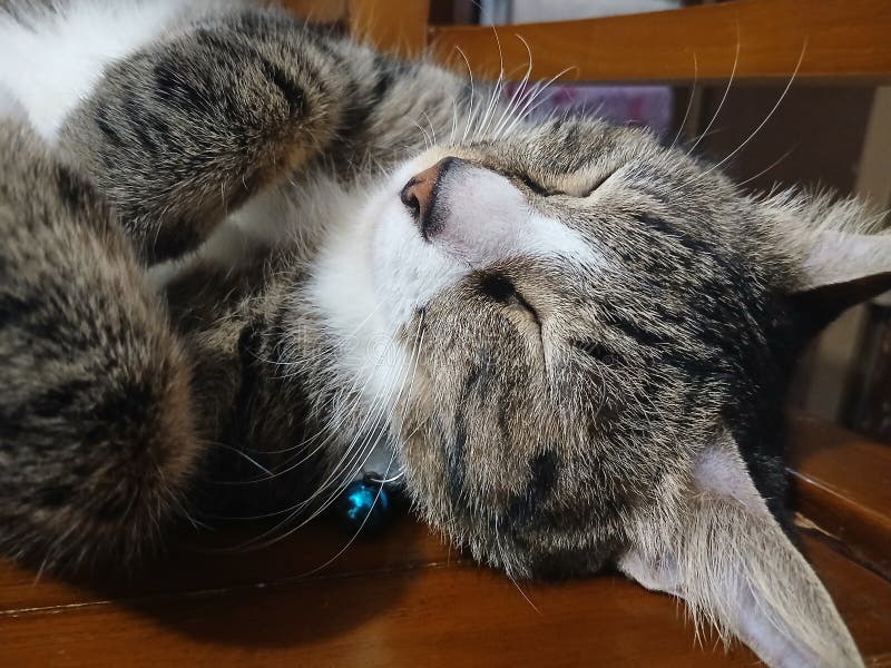 The Striped Cat is Fast Asleep Stock Image - Image of cute, striped ...