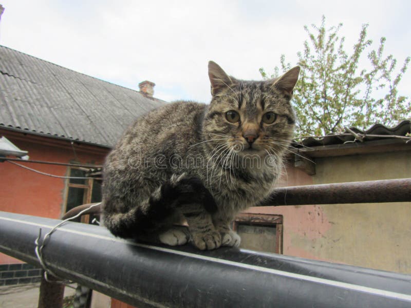 Striped cat on the gutter stock image. Image of animal - 206993855