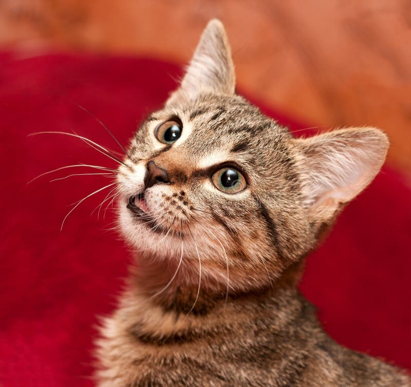Striped Cat is Interested Something Stock Photo - Image of humorous ...