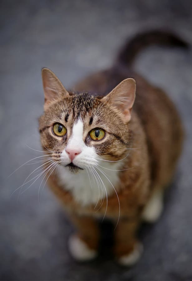 Striped Cat Photographed from Above Stock Photo - Image of claw ...