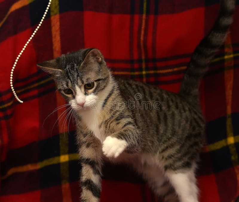 Cat playing catch stock image. Image of haired, cute - 38428155