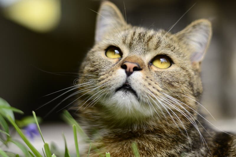 Striped cat - portrait stock photo. Image of nature, czechphotos - 40709088