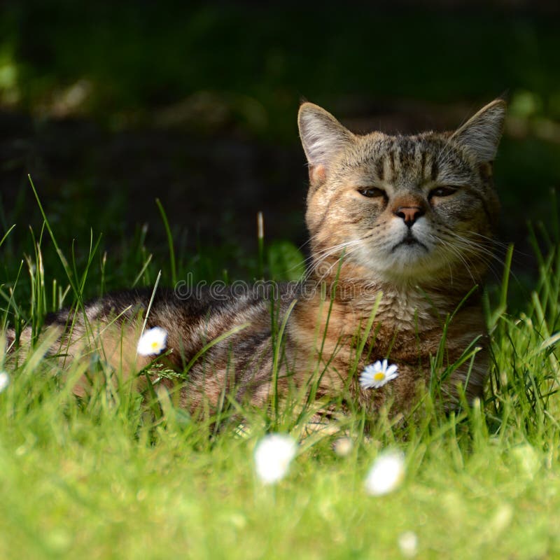 Striped cat - portrait stock photo. Image of christopher - 31316452