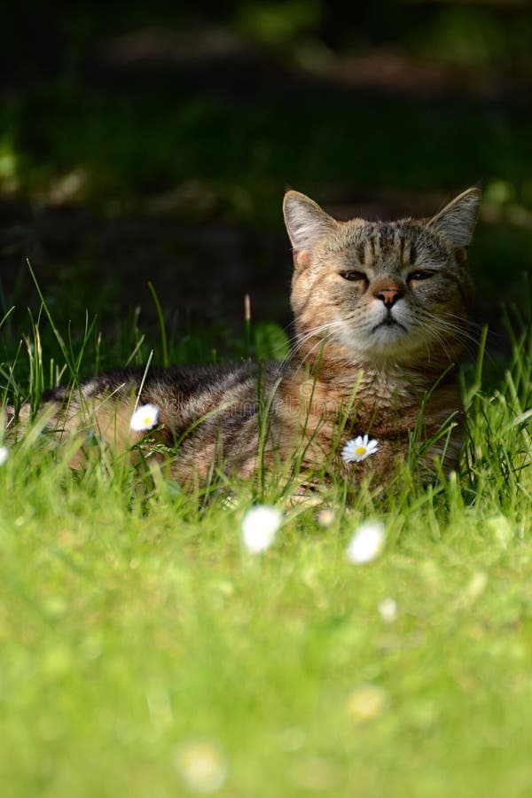 Striped cat - portrait stock photo. Image of outdoor - 31316488