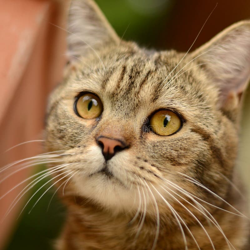 Striped cat - portrait stock image. Image of nice, kitty - 31854159