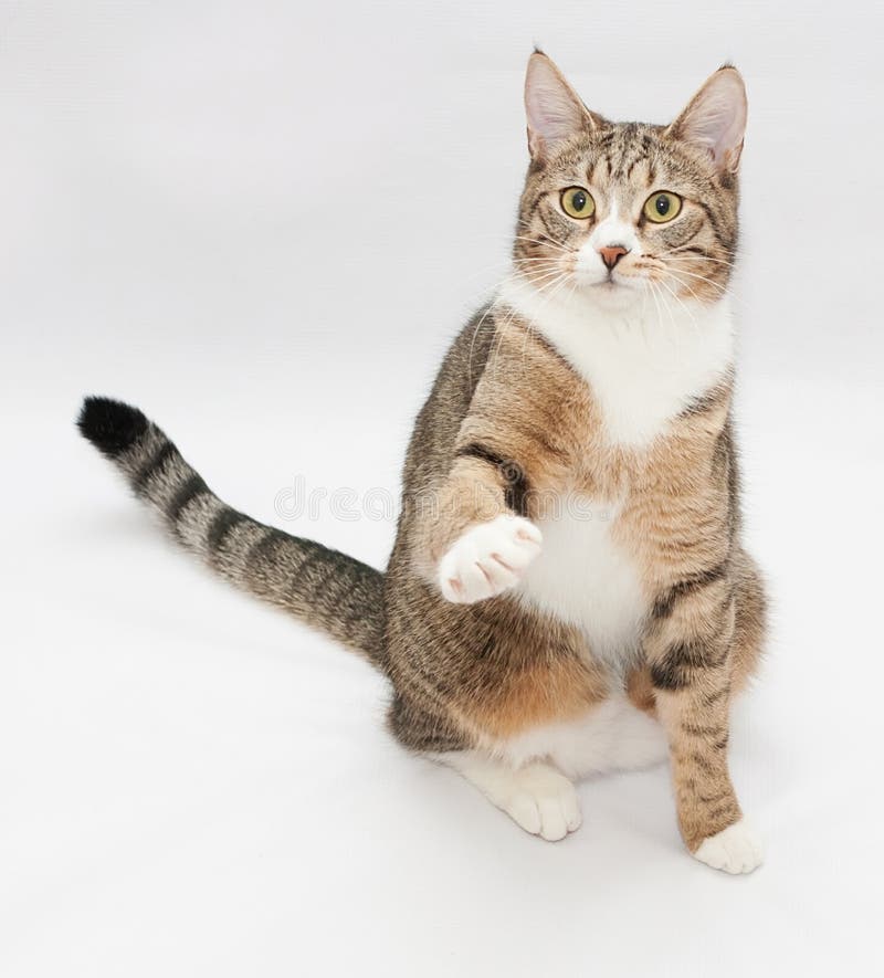 968 Cat Stretching Paw Stock Photos - Free & Royalty-Free Stock Photos ...