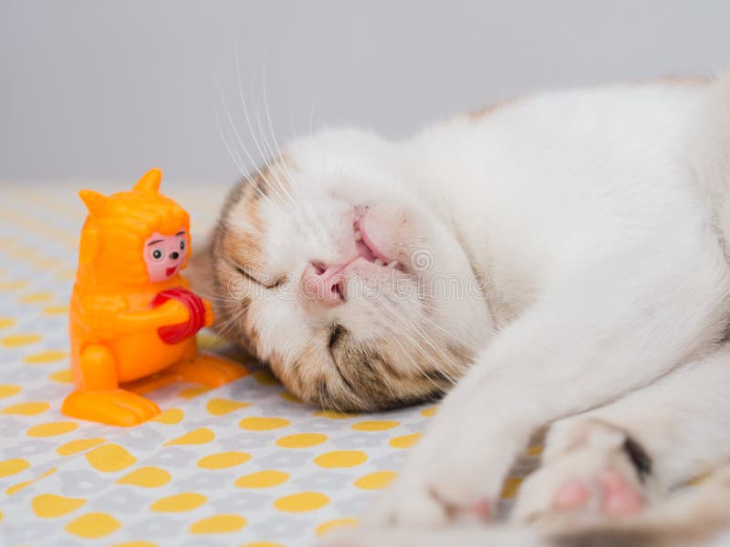 Striped Cat Sleep with Toy on Bed Stock Image - Image of home, cute ...