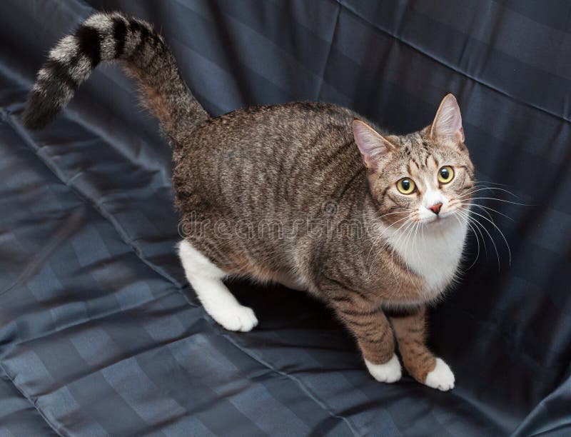 Striped Cat Standing Bent Tail Stock Photos - Free & Royalty-Free Stock ...