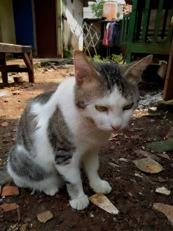 The Striped Cat Was Silent Again Stock Image - Image of striped, silent ...
