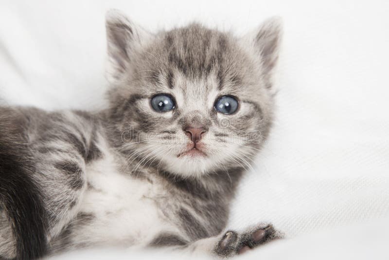 Cute Pretty Ragdoll Kitten with Petunias Stock Photo - Image of ...