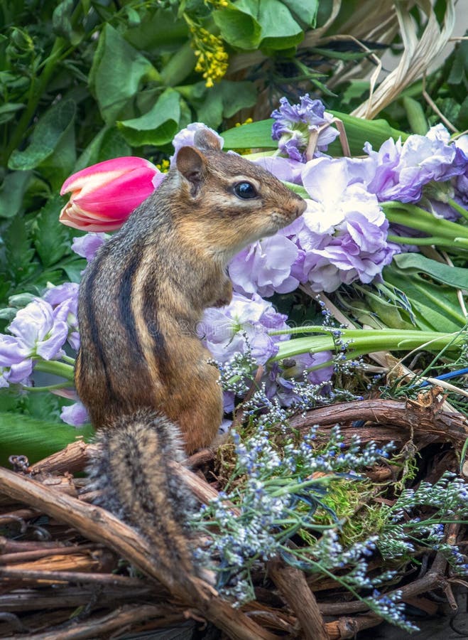 Striped Chipmunk in Garden Flowers Stock Photo - Image of park, natural ...