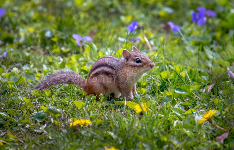 Striped Chipmunk in a Garden Stock Photo - Image of environment ...