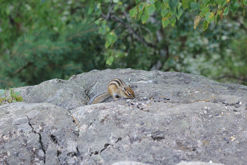 Striped chipmunk stock photo. Image of cute, full, preparation - 60058328