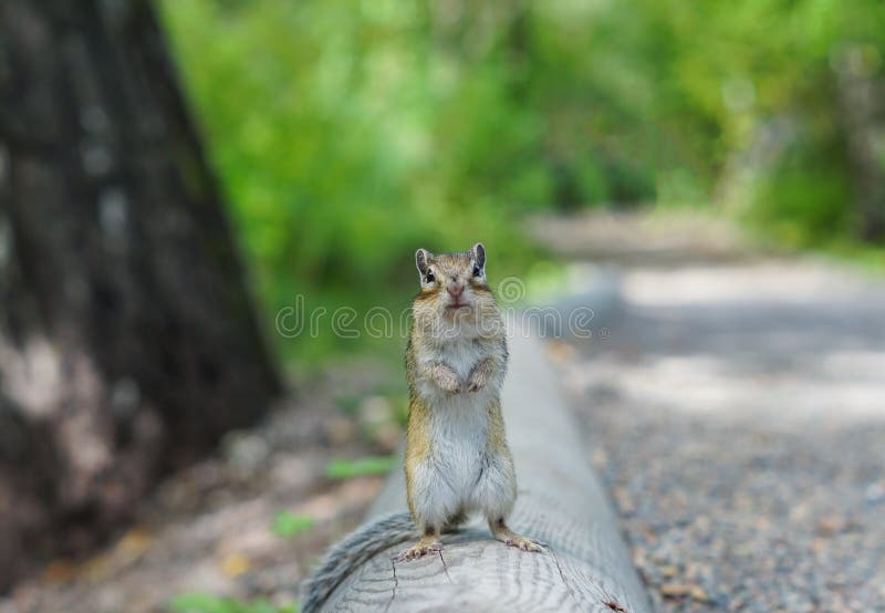 Striped Chipmunk on Its Hind Legs on a Log in the Forest Stock Photo ...