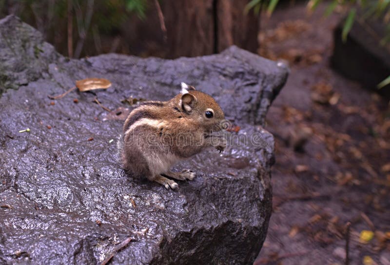 Striped Chipper Sits on a Stone Stock Image - Image of open, fluffy ...