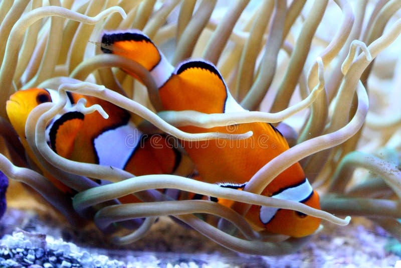 Striped Clownfish stock photo. Image of fish, pond, clownfish - 2767272
