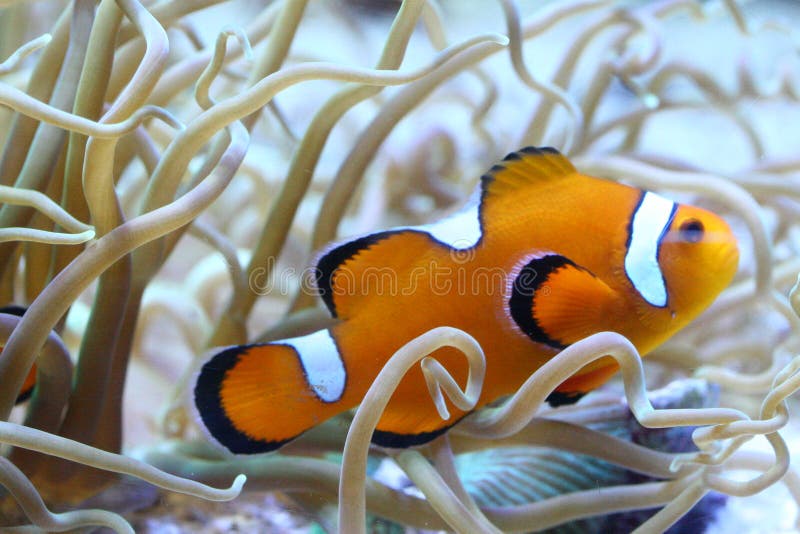 Rainbow Lorikeet stock photo. Image of lorikeet, songbird - 12446174