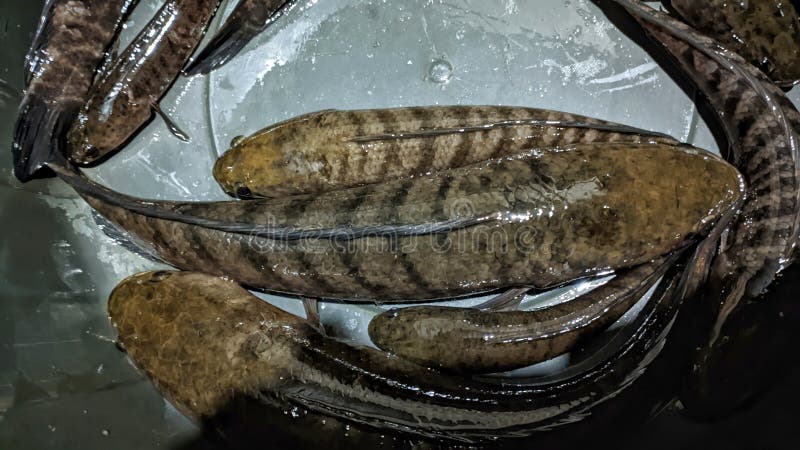 Striped cork fish stock image. Image of food, 20230513 - 278257607