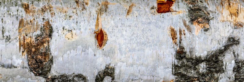 Striped and Cracked Natural Birch Bark. Birch Tree Wood Texture. Birch ...