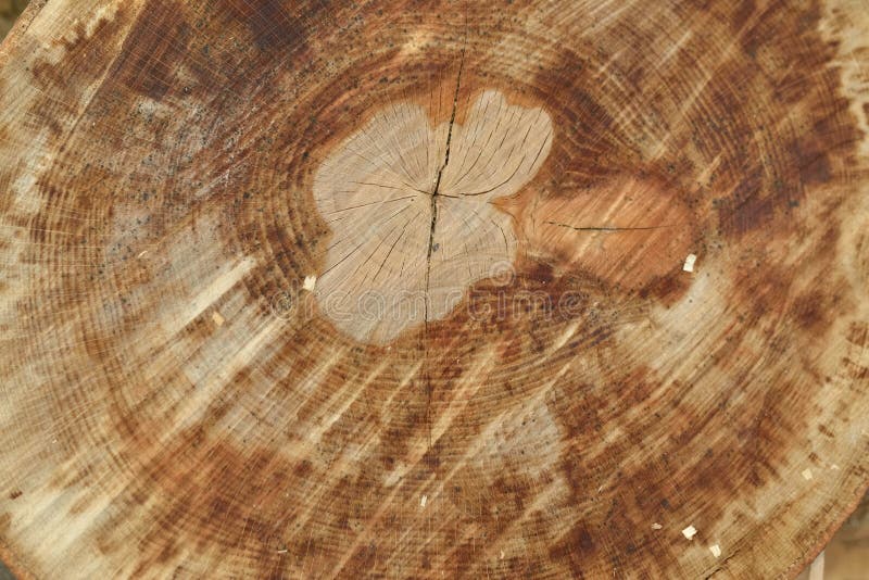 Old Wood Tree Rings Texture Stock Photo - Image of circle, circles ... Old Wood Tree Rings Texture Stock Photo - Image of circle, circles ...