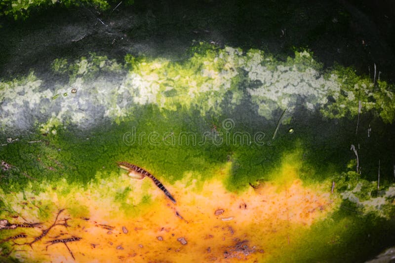 Striped Crust of Watermelon, Background Stock Image - Image of green ...