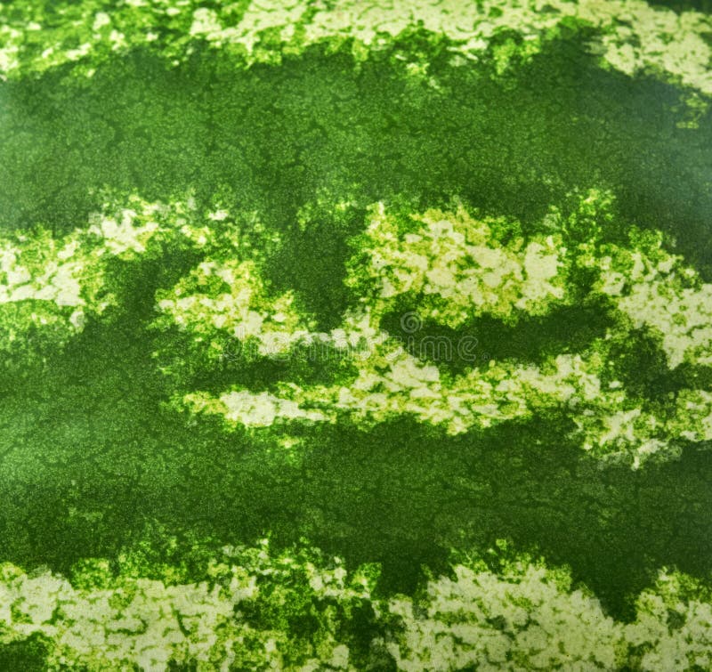 Striped Crust of Watermelon Background, Texture. Square Image Stock ...