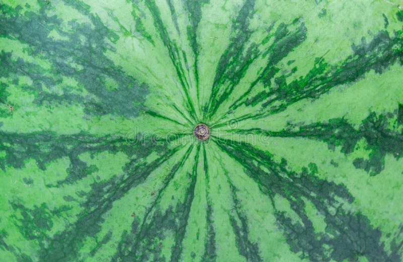 Striped Crust of Watermelon Texture Seamless Pattern Stock Photo ...