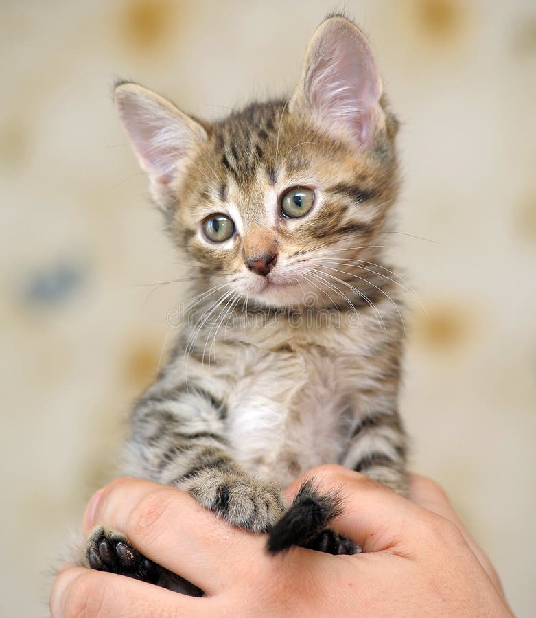 Striped cute young kitten stock image. Image of healthy - 177925417
