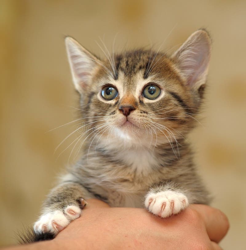 Striped cute young kitten stock image. Image of healthy - 177925417