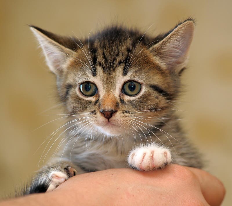 Striped cute young kitten stock image. Image of animal - 177925561