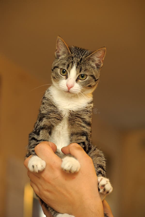 Striped cute young kitten stock image. Image of care - 177925737