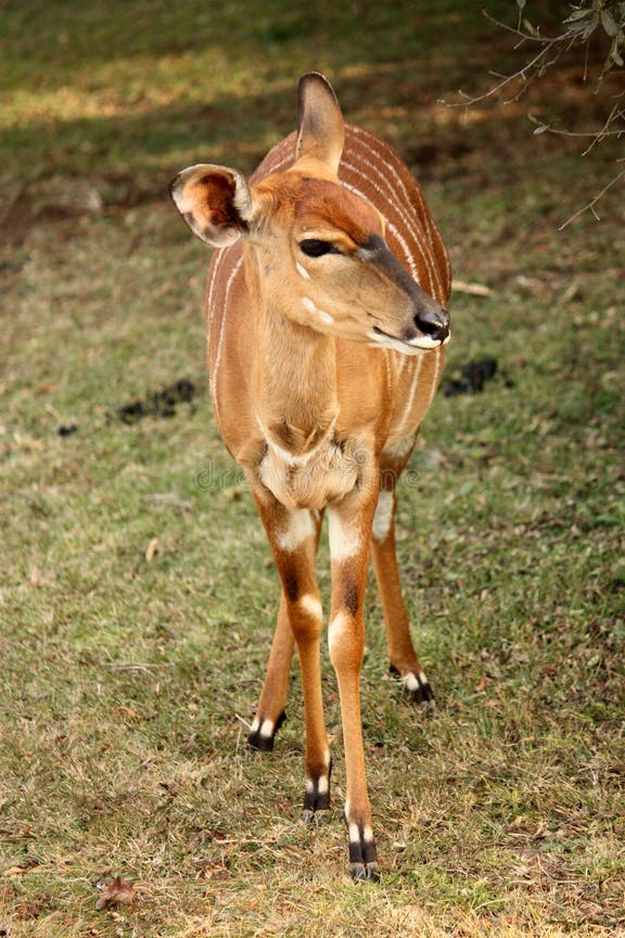 Striped Deer stock photo. Image of animal, wildlife, eyes - 22246506