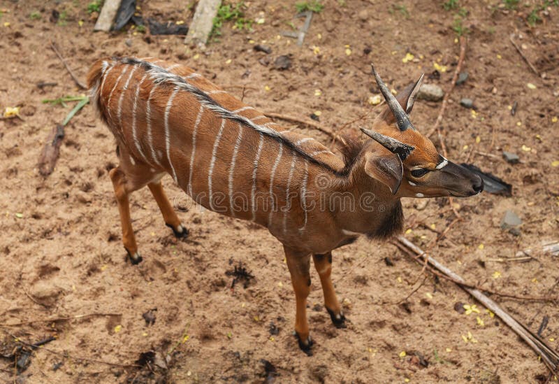 5,865 African Deer Photos - Free & Royalty-Free Stock Photos from ...