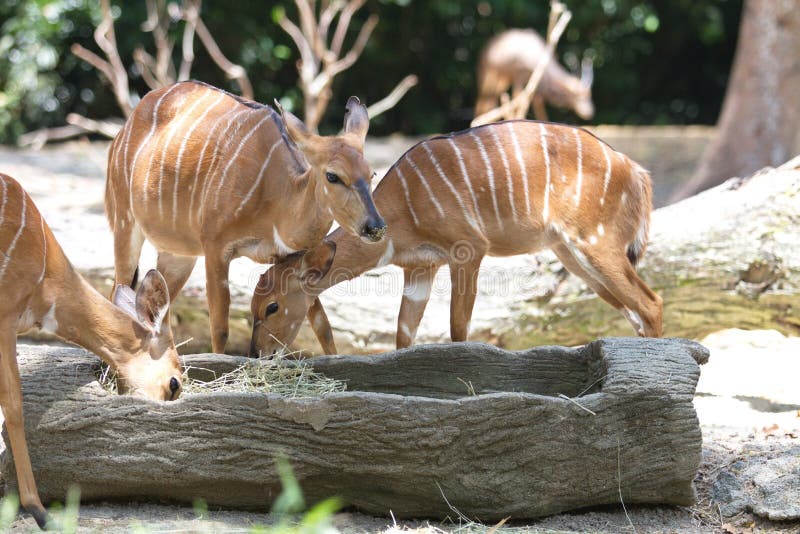 Striped deers stock image. Image of mammals, animal, striped - 53666497