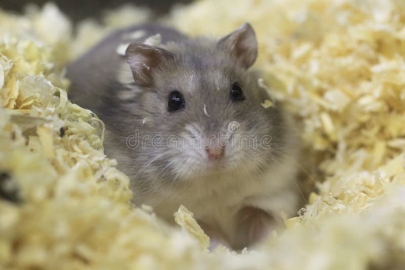 Striped desert hamster stock photo. Image of nature - 350004202