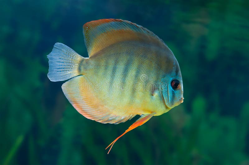 Blue spotted fish Discus stock image. Image of reef, beauty - 28529625