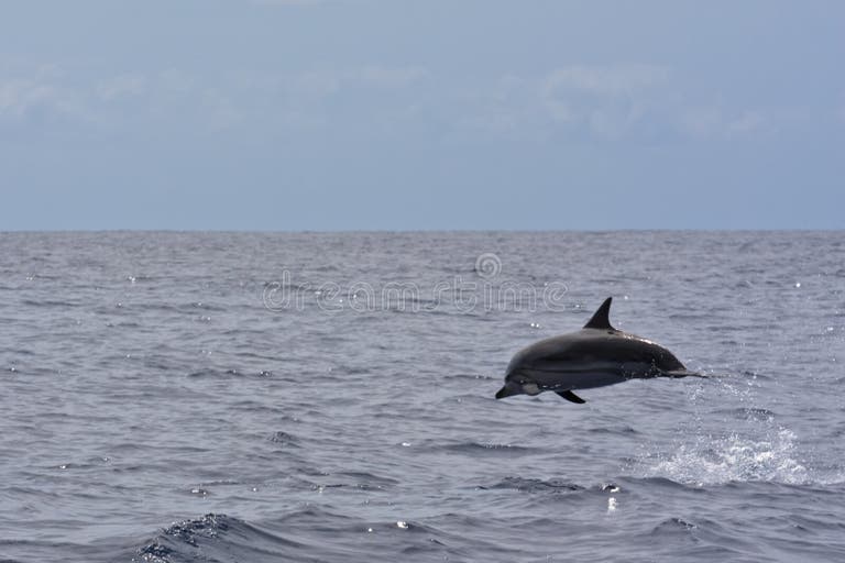 396 Striped Dolphin Underwater Stock Photos - Free & Royalty-Free Stock ...