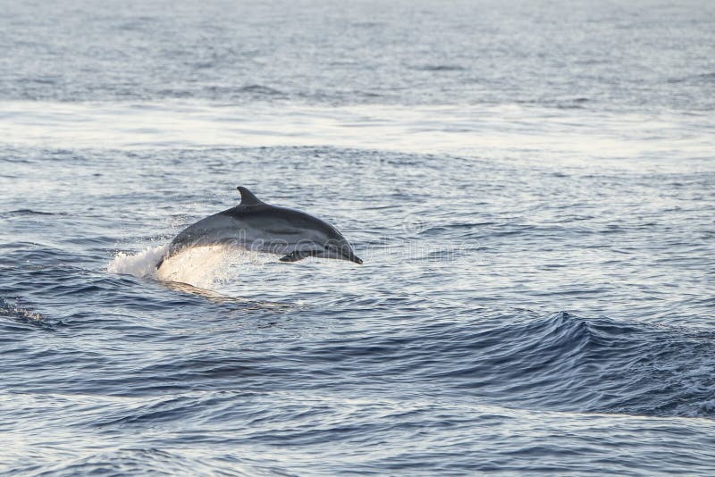 Striped Dolphin Close Up Portrait at Sunset while Jumping Stock Photo ...