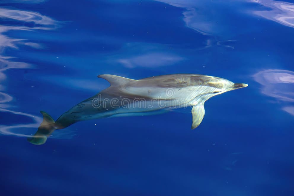 Striped Dolphin Jumping Outside the Sea Stock Photo - Image of outside ...