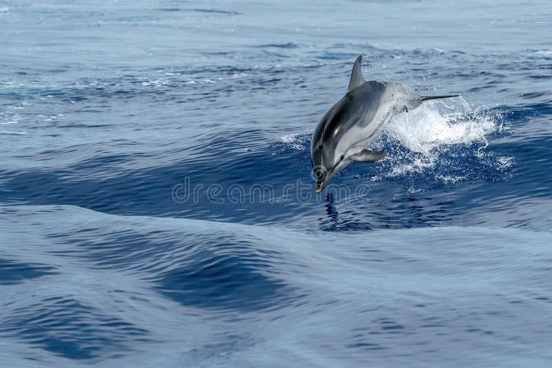 Striped Dolphin Jumping Outside the Sea Stock Photo - Image of animals ...