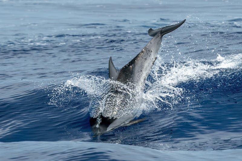 Striped Dolphin Jumping Outside the Sea Stock Photo - Image of animal ...